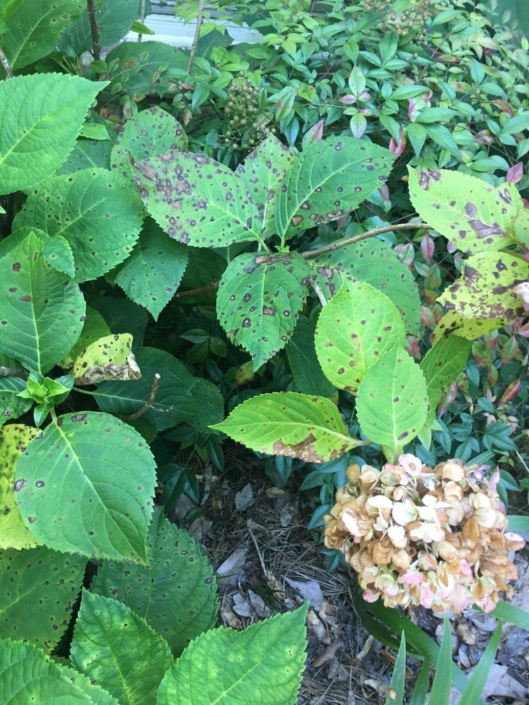 Garden News: Treat hydrangeas to keep leaf spot in check | Home/Garden ...
