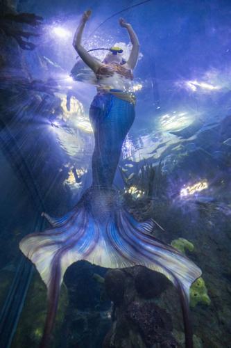 PHOTOS: Mermaids Inhabit Audubon Aquarium of the Americas | Multimedia ...