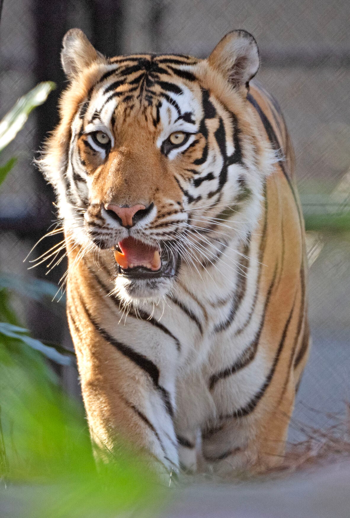 Tiger visiting LSU football game's owner cited for poor care | LSU ...