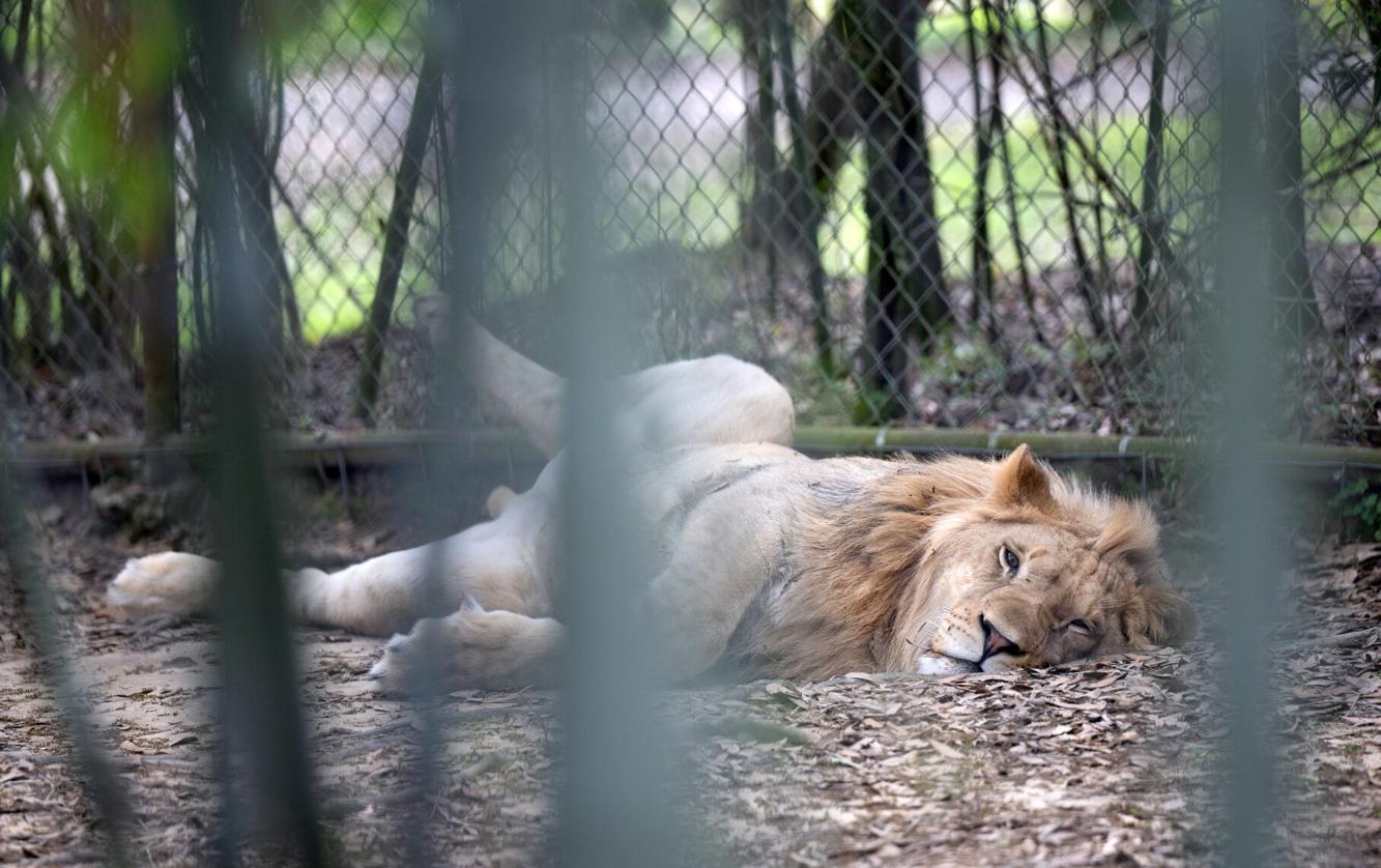 Springtime, improvements and new animals at Zoosiana | Photos ...