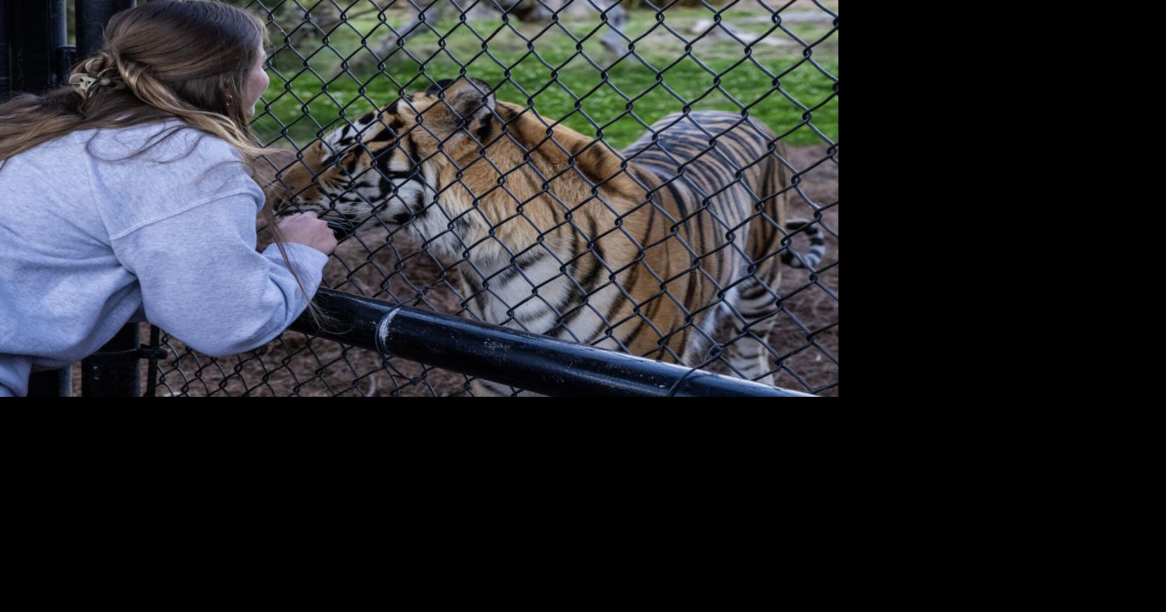 What it takes to care for LSU’s live tiger mascot Mike VII | Education ...