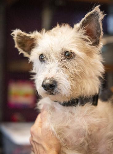 Scrim, New Orleans famous fugitive dog, captured ... again ...