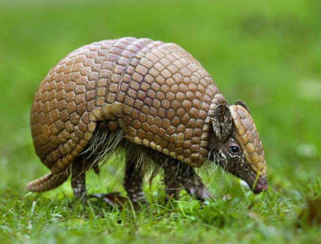 Baton Rouge Zoo's armadillo makes weather call | Entertainment/Life ...