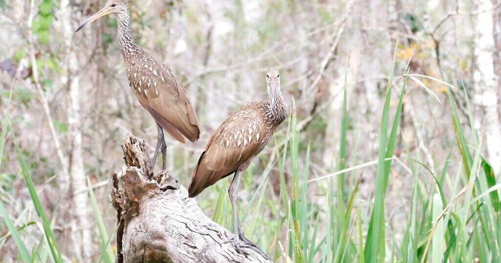 Florida bird flocks to La. to eat apple snail, saving crops | Louisiana ...