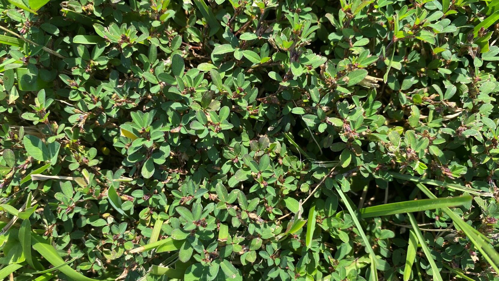 common lespedeza control