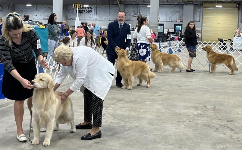 From shepherds to corgis, Jambalaya Cluster Dog Show takes over Lamar ...