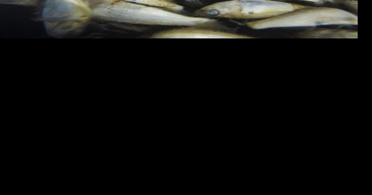 False River set for drawdown, more dredging, in bid to restore oxbow ...