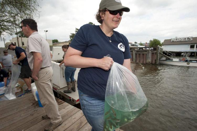 6,000 bass fingerlings introduced into False River | Westside ...