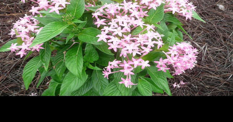 Pentas add color, and butterflies, to summer flower beds | Home Garden ...