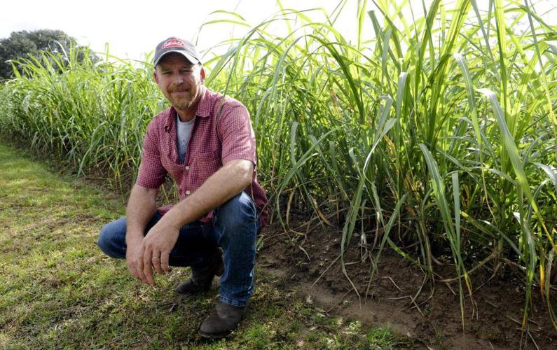 Syrup with soul: how old family recipe from Louisiana cane country ...