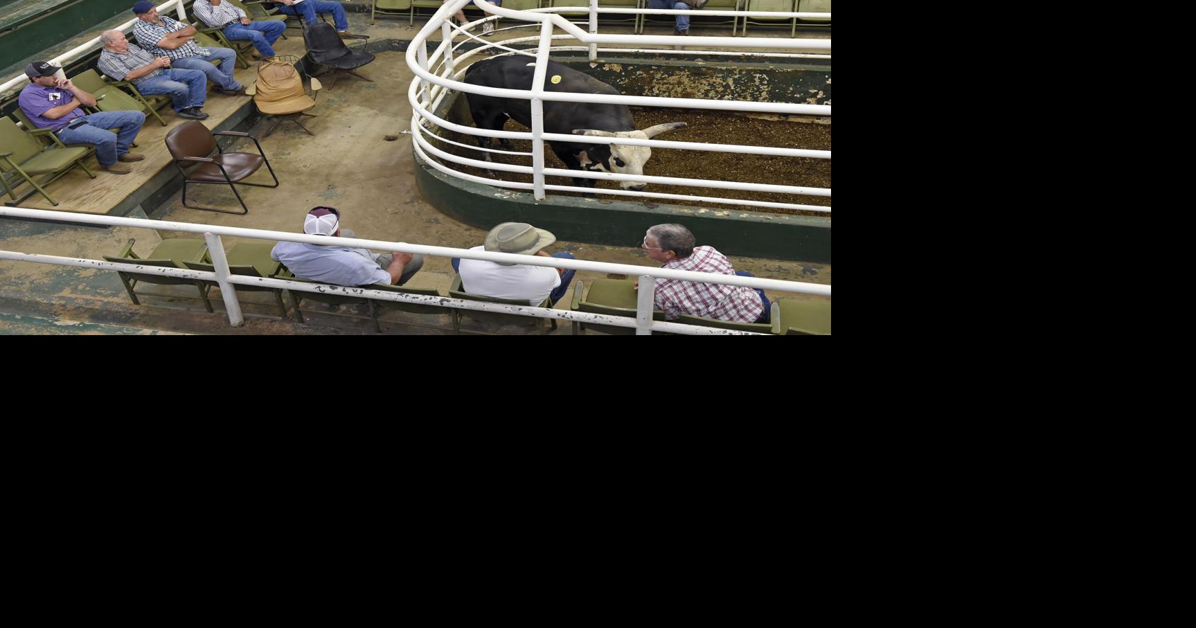 Photos: Beef! It's What's for Dinner from the Live Cattle Auction at ...