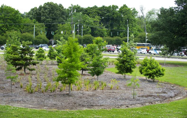 Report: Trees in Baton Rouge provide millions of dollars of value in ...