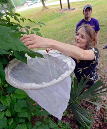 Cicadas return to Baton Rouge after 13 years in dormancy ...