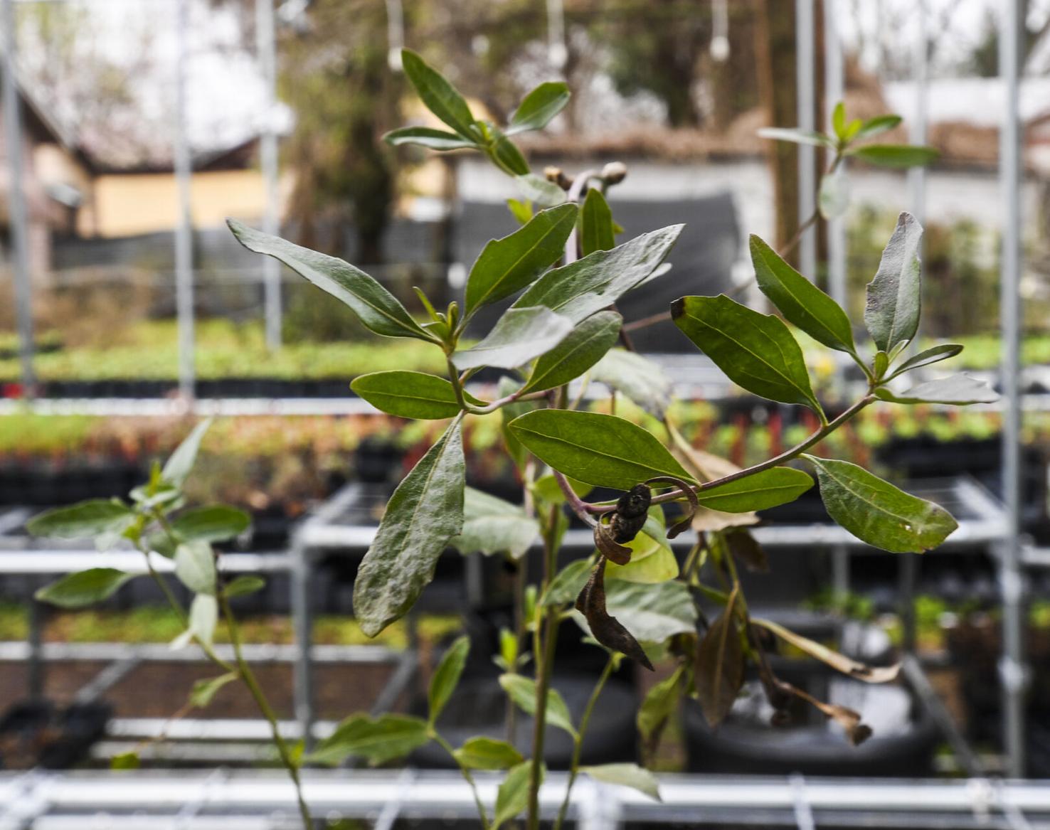 Is manglier tea really a cure-all? Curious Louisiana digs into age-old ...