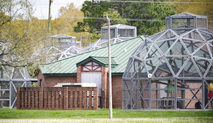 PETA calls on USDA to probe UL's monkey research lab | News ...