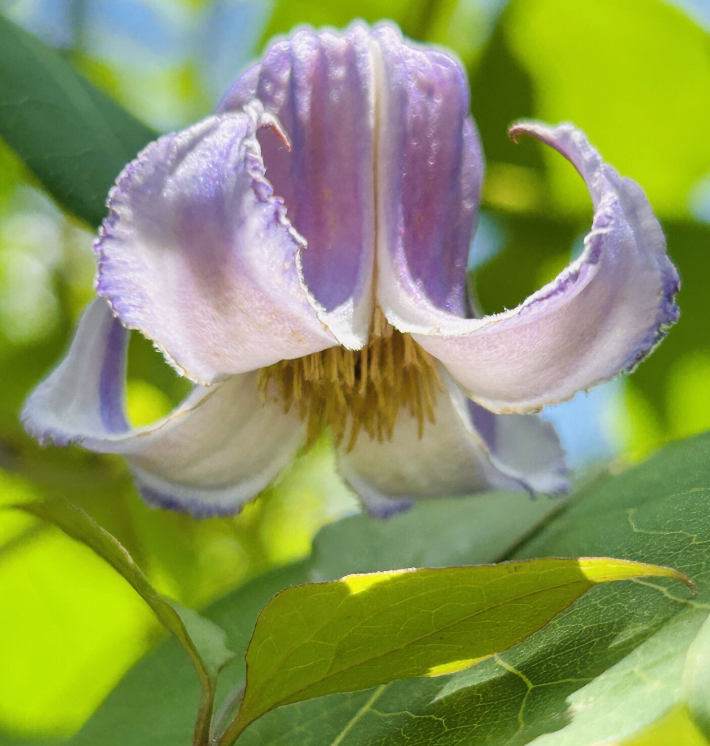 Travel to Louisiana's Tickfaw State Park for these events | Travel ...
