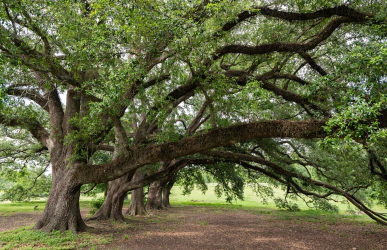 Moncus Park biodiversity conservation in Lafayette, LA | Entertainment ...