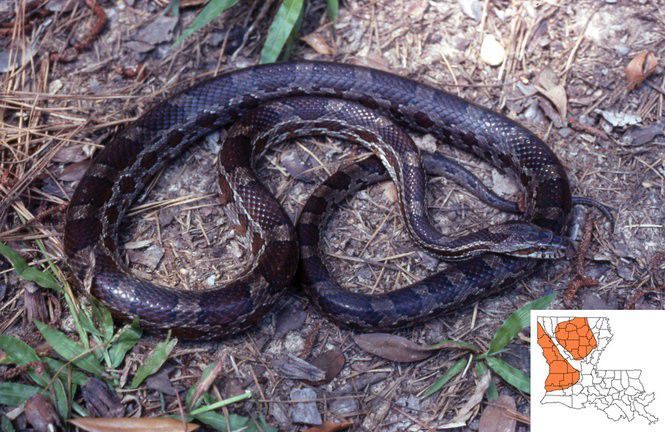 Snakes of Louisiana: 46 of the state's slithery species | Louisiana ...