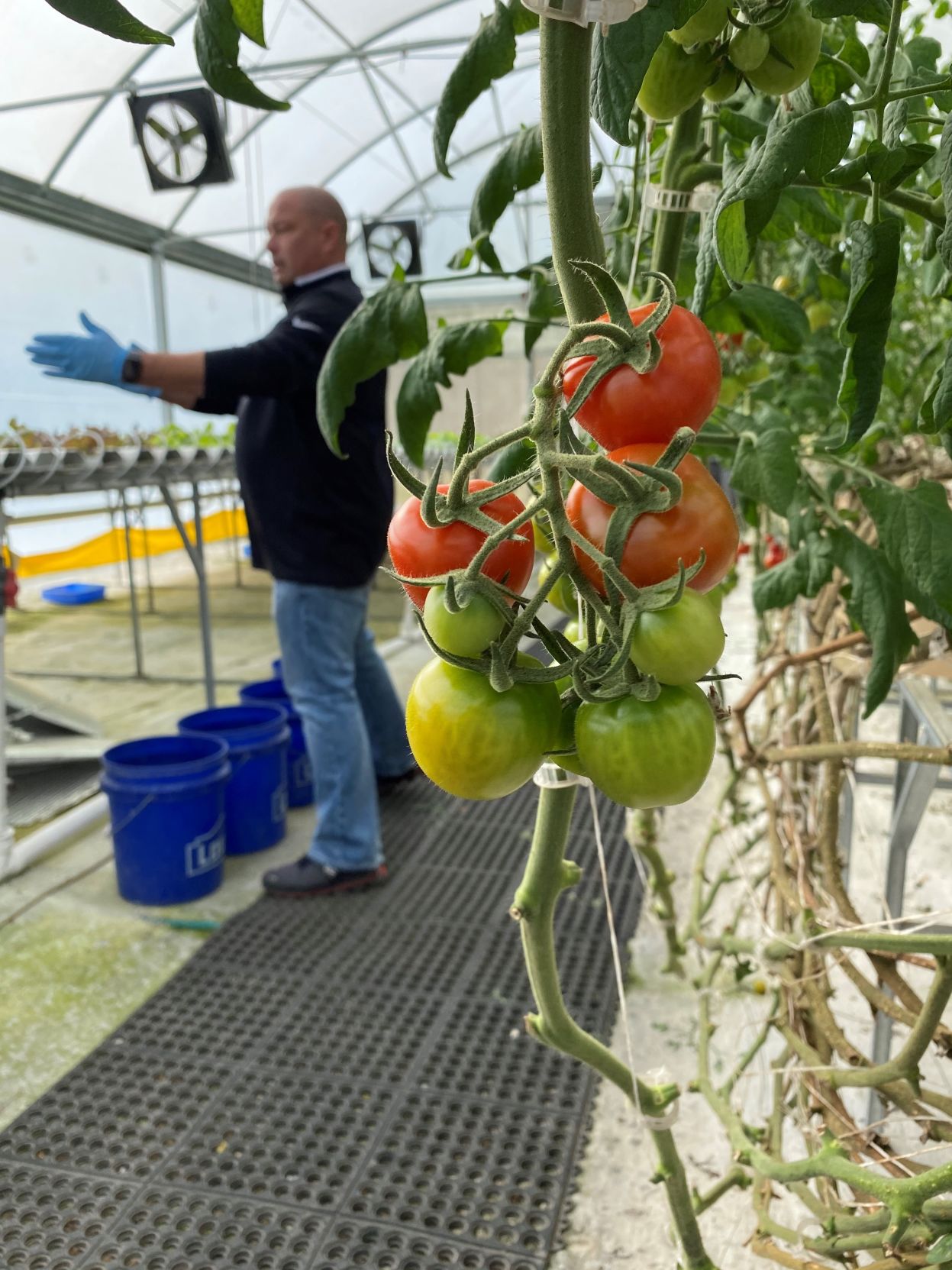 Jan Risher: Necessity introduces a world of local hydroponic produce ...