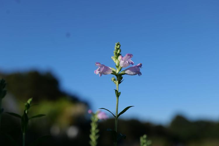 Now is the time to plant flowering perennials | Home/Garden ...