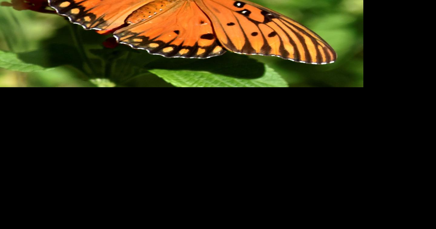 Remedy your home-bound blues by watching the butterflies flicker ...