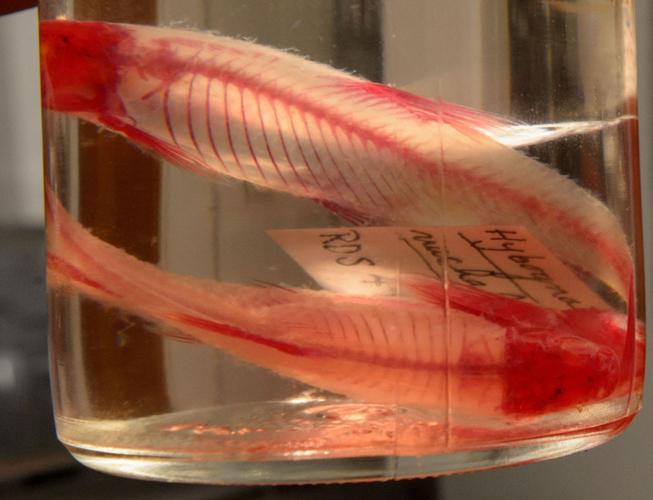 Little-known Tulane fish archive on West Bank largest in the world ...