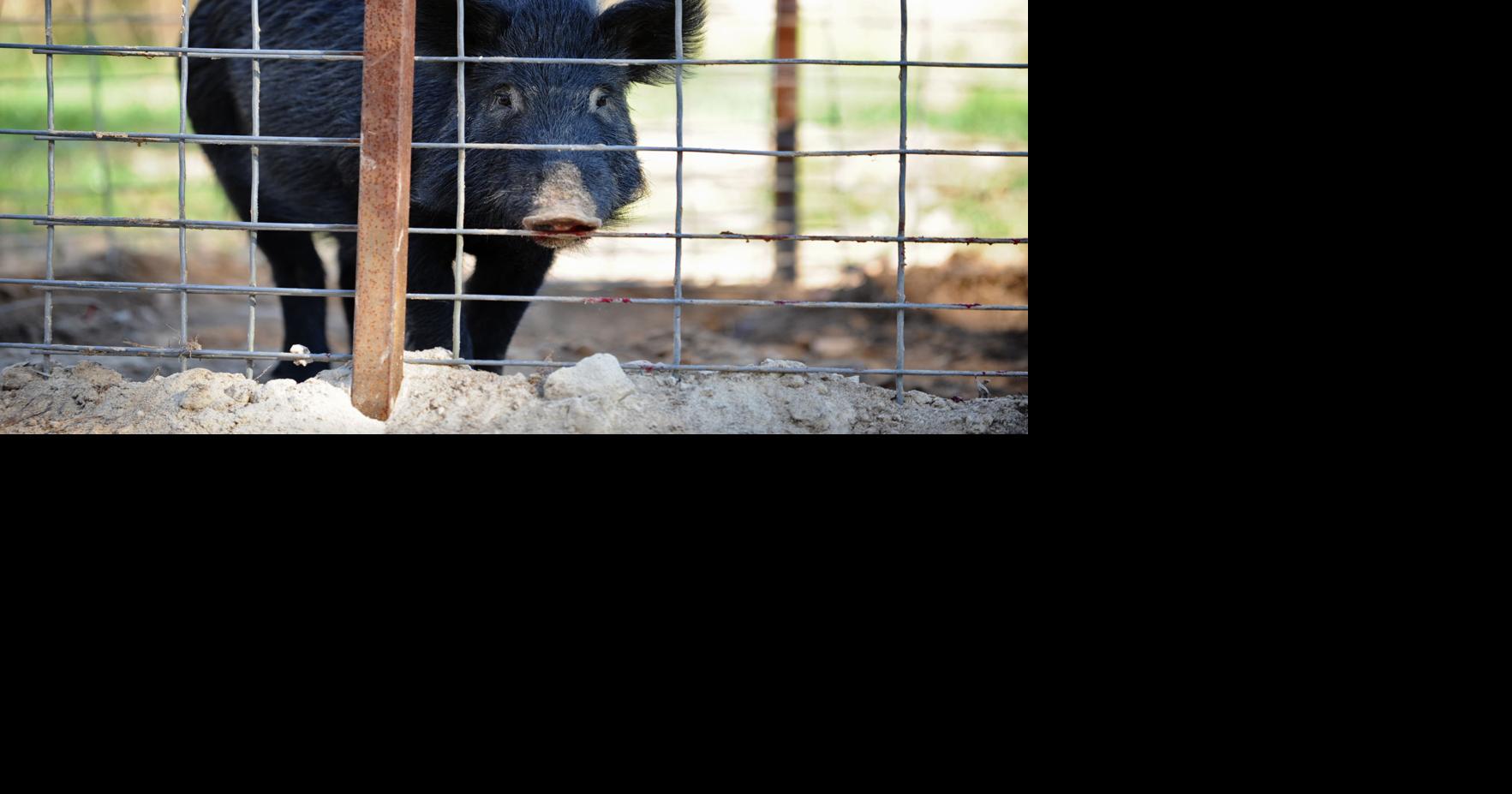 Sales go Kaput: Wild hog poison halted due to concerns for Louisiana ...
