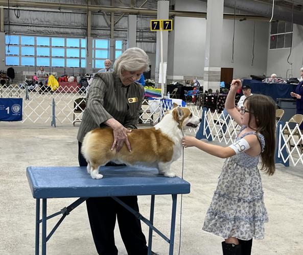 From shepherds to corgis, Jambalaya Cluster Dog Show takes over Lamar ...