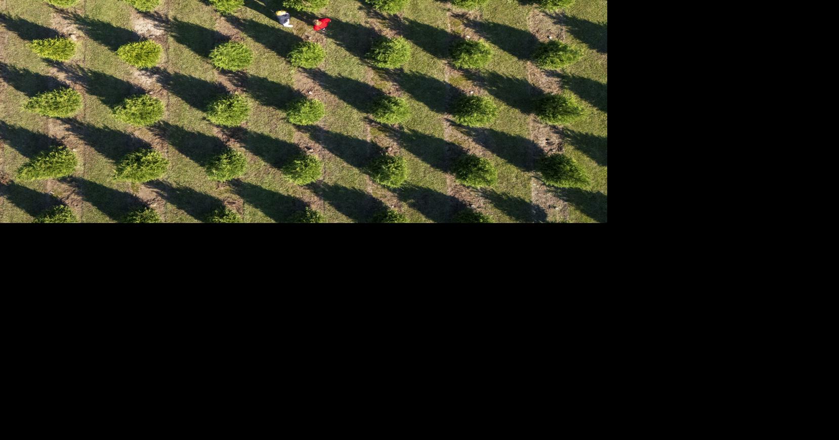 Photos: Santa's helpers cut trees for families at Covington Christmas ...