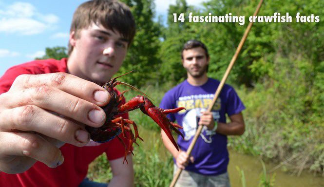 14 fascinating crawfish facts | Louisiana Outdoors | theadvocate.com