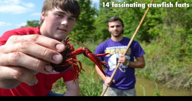14 fascinating crawfish facts | Louisiana Outdoors | theadvocate.com