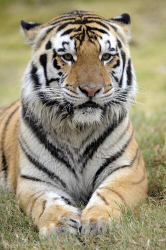 From Mike I to Mike VI: 75 years of Fighting Tigers in photos | News ...