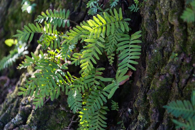 Resurrection fern makes itself known after rainfall | Home/Garden ...