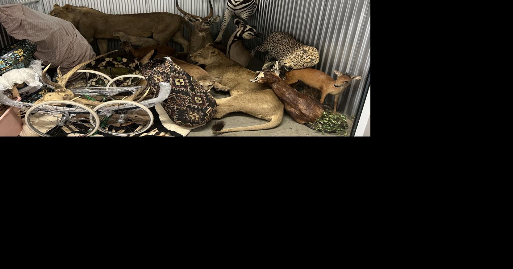 Taxidermied animals, guns, cars uncovered during raid on Baton Rouge ...
