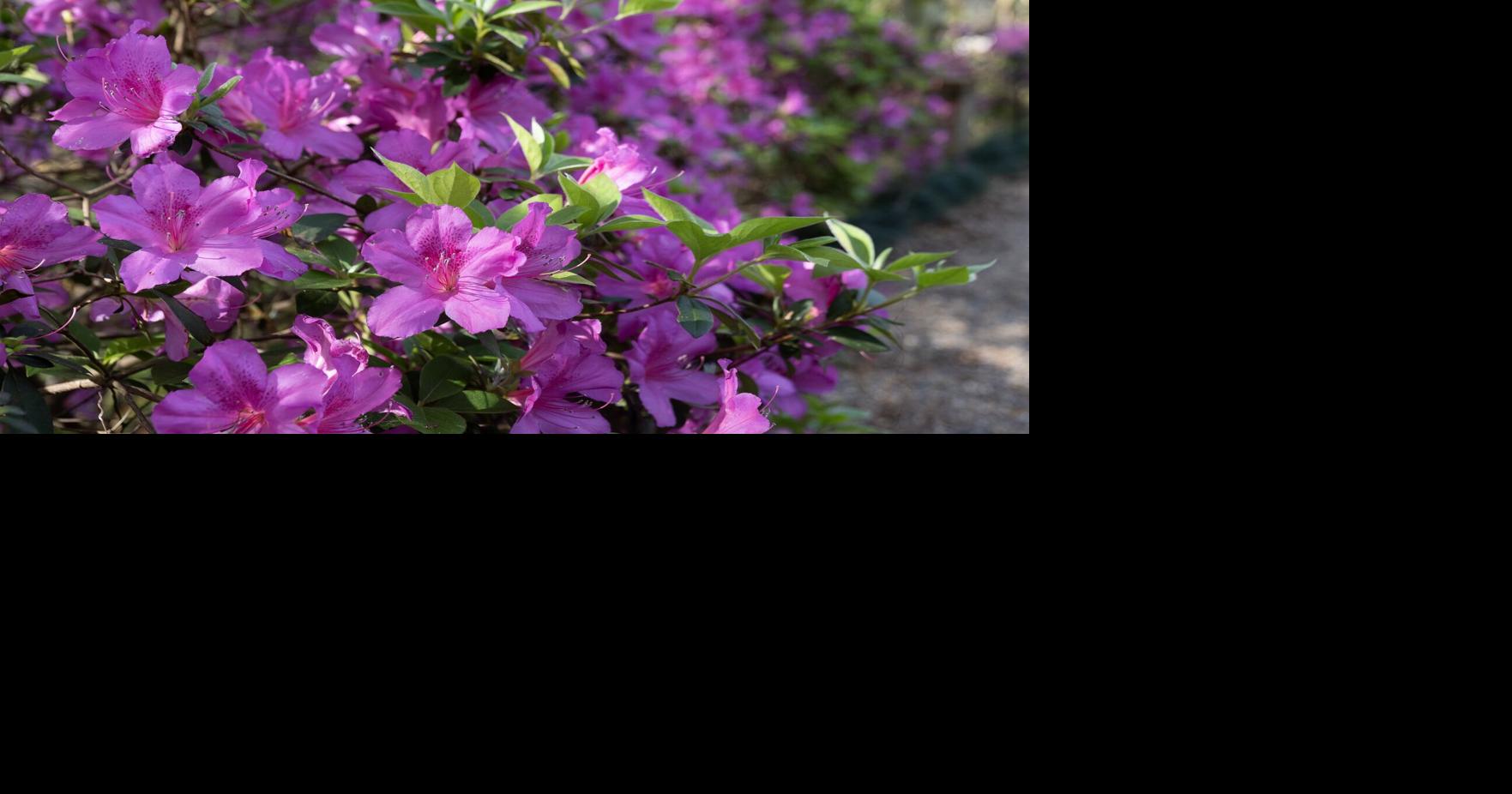 Azaleas arei one of 2025's Louisiana Super Plants | Home/Garden ...