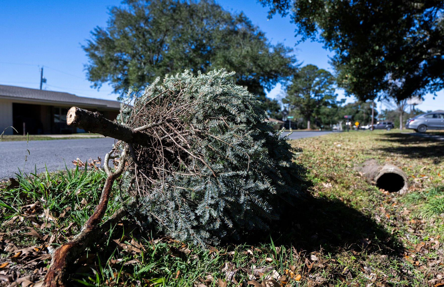 Put Christmas trees on the curb for collection in Lafayette | News ...