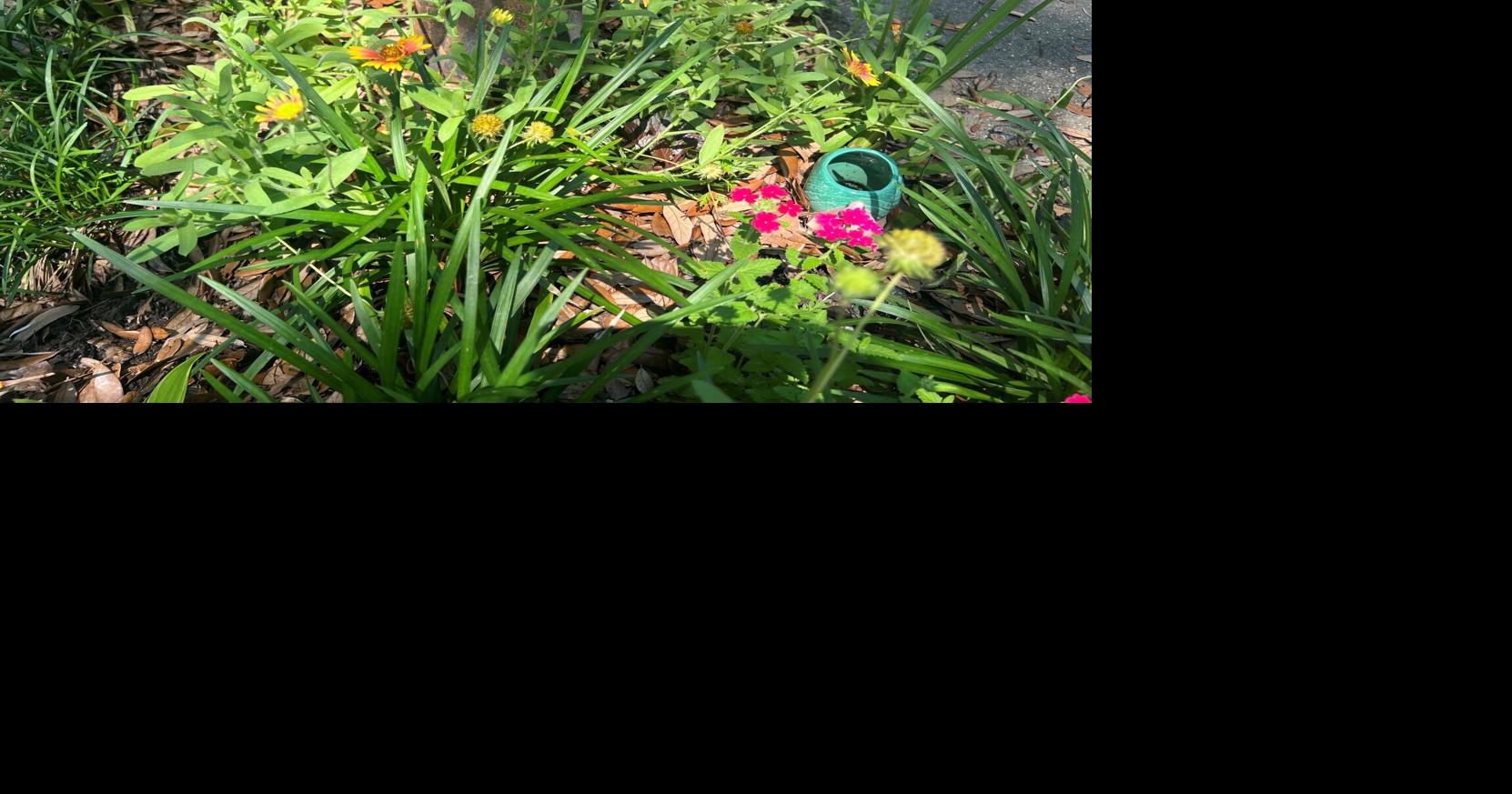 Ginger Ford plants pollinator gardens along BR street | Entertainment ...