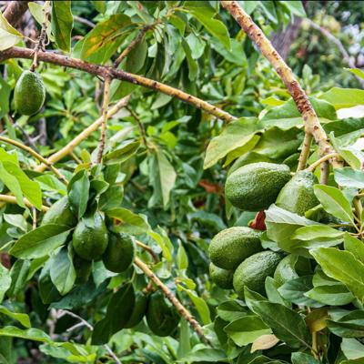 Harvesting avocados requires some trial and error | Entertainment/Life ...