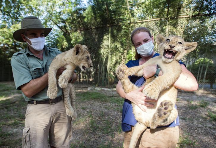 Cute and clumsy, Zoosiana's lion cubs will only be safe for cuddles for ...