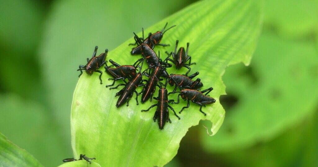 How to get rid of Eastern lubber grasshoppers in gardens ...