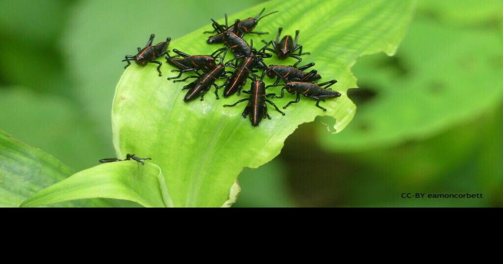 How to get rid of Eastern lubber grasshoppers in gardens ...