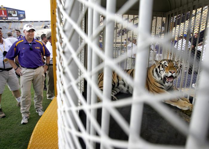 Arkansas mascot sends flowers, card to LSU's Mike VI | LSU ...
