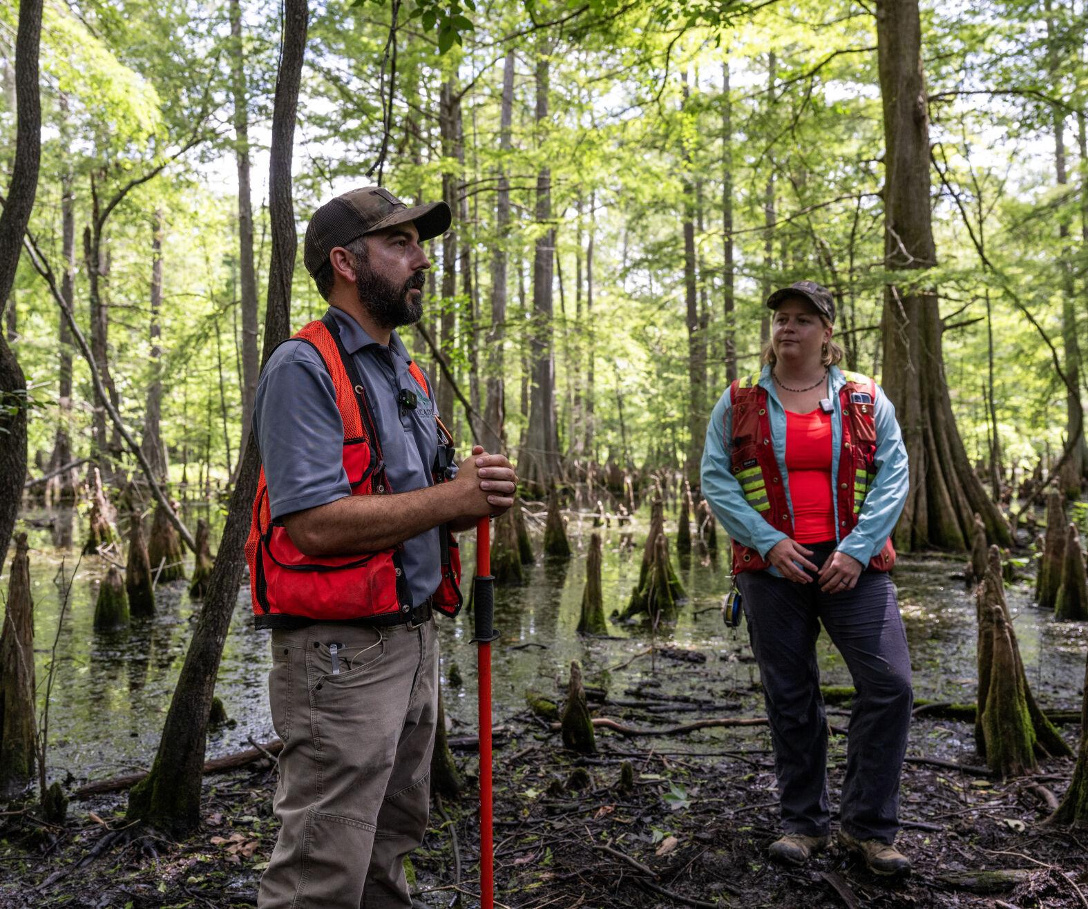 Louisiana forests part of push to combat climate change | Environment ...