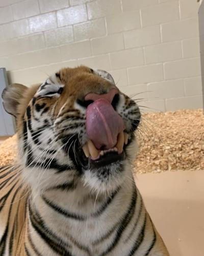Happy birthday, Mike the Tiger! LSU mascot celebrates his 6th birthday ...
