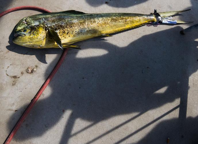 Grand Isle Tarpon Rodeo finishes with enormous 208-pound tarpon ...