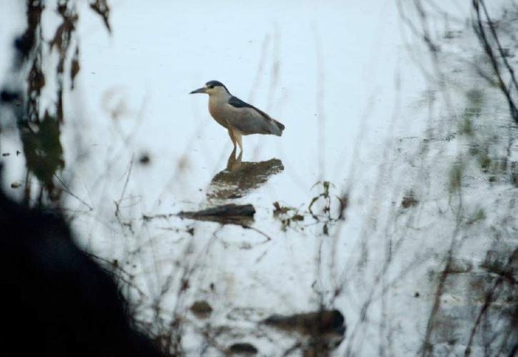 Teams spend day counting birds | News | theadvocate.com