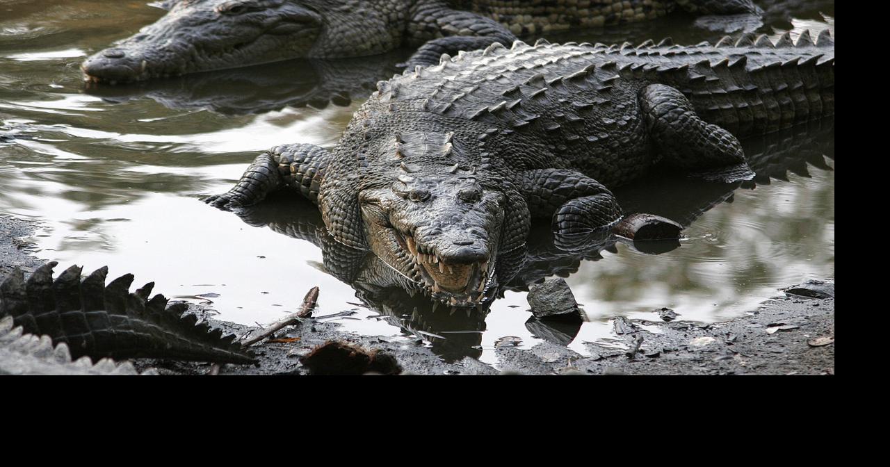 Florida man wearing Crocs breaks into crocodile farm -- gets bitten ...