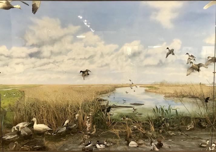 Hi-tech merges with charming past in LSU Museum of Natural Science ...