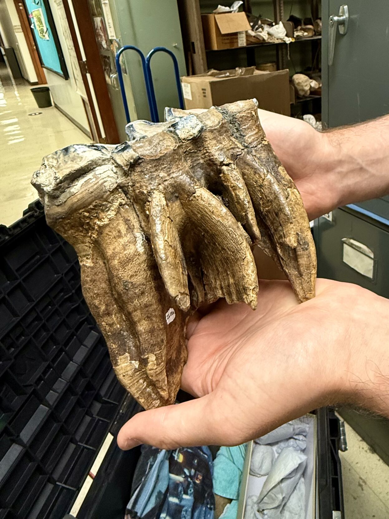 An Ice Age mastodon is discovered in West Feliciana Parish ...