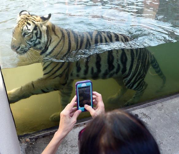 Photos: First look at LSU's newest live tiger mascot, Mike VII! | LSU ...